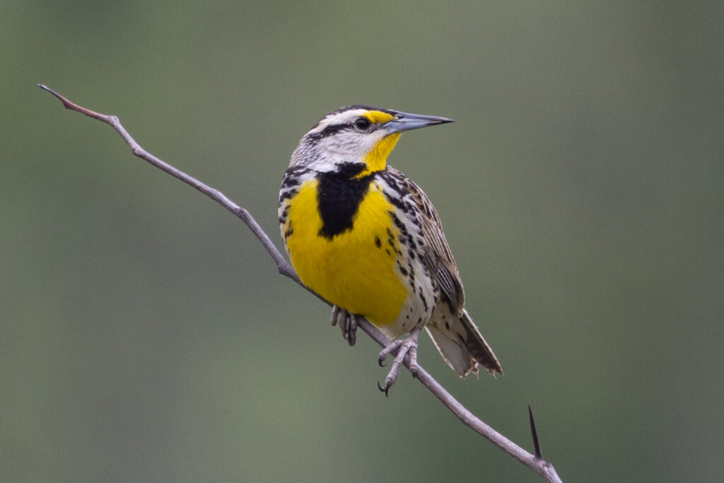 Smoky Mountain Birds - Barry Spruce Photography Tours