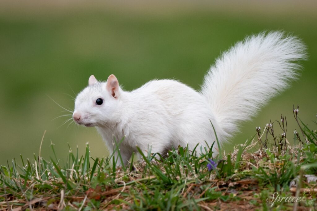 Albino and Leucistic Wildlife - Barry Spruce Photography Tours