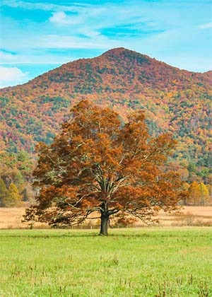 Smoky Mountain Fall Colors - Barry Spruce Photography Tours