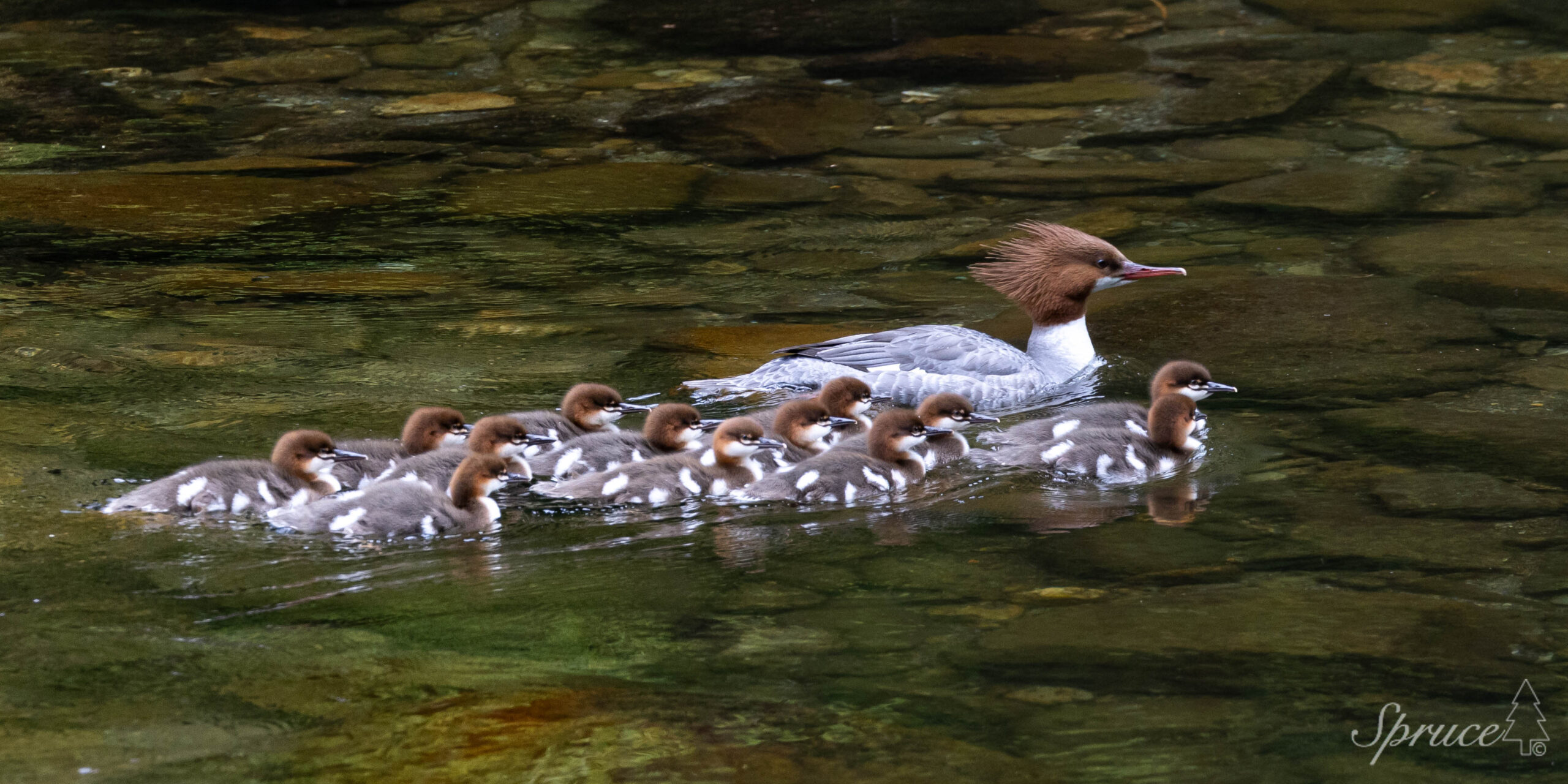 Spring Bird Photography in the Great Smoky Mountains - Barry Spruce ...